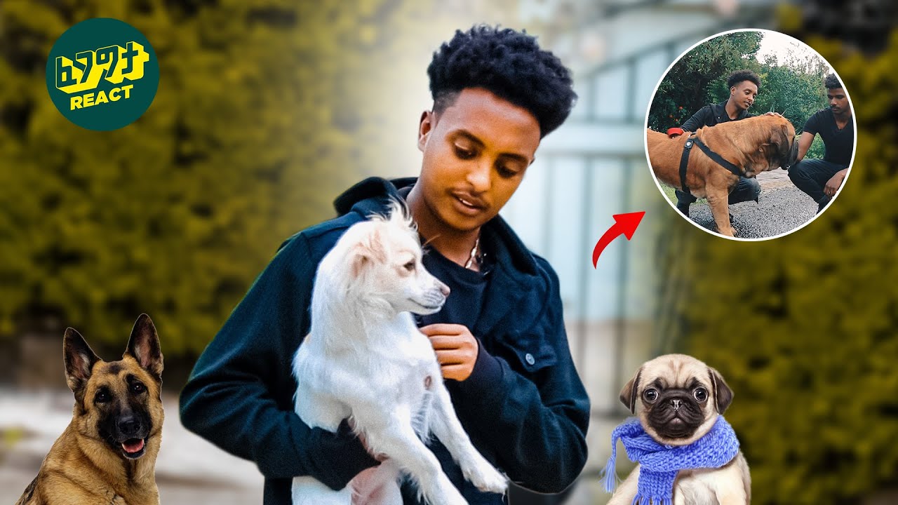 ሰው ከሚያክሙ ውሾች ጋር - NORSHOW Fegegita React - YouTube