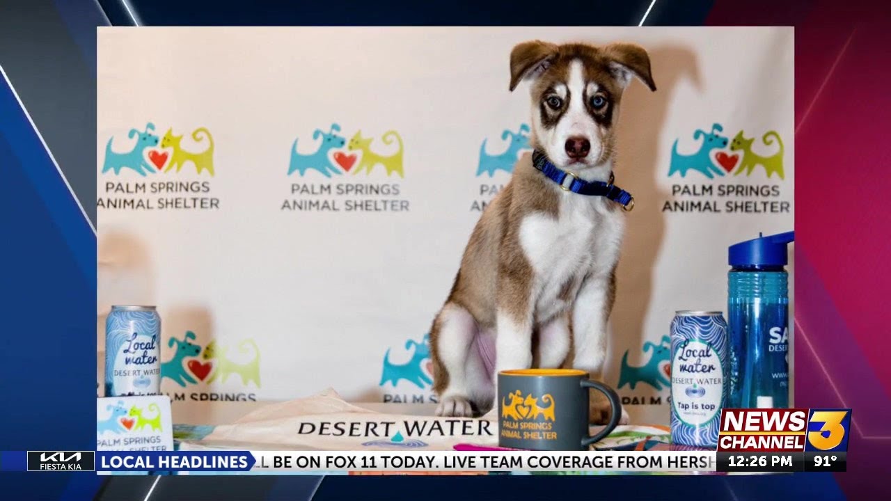 DWA talks about "Short Fest" and partnering with Palm Springs Animal ...