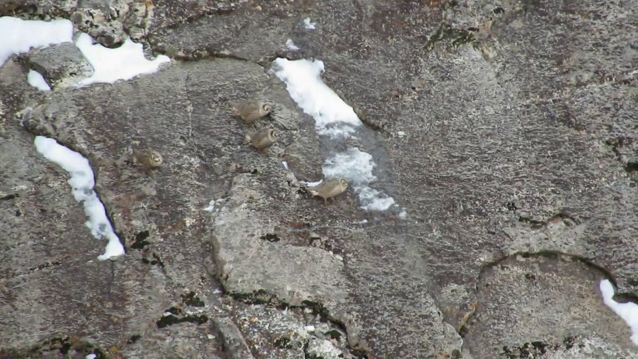 Himalayan Snowcock in the Ruby Mountains - YouTube
