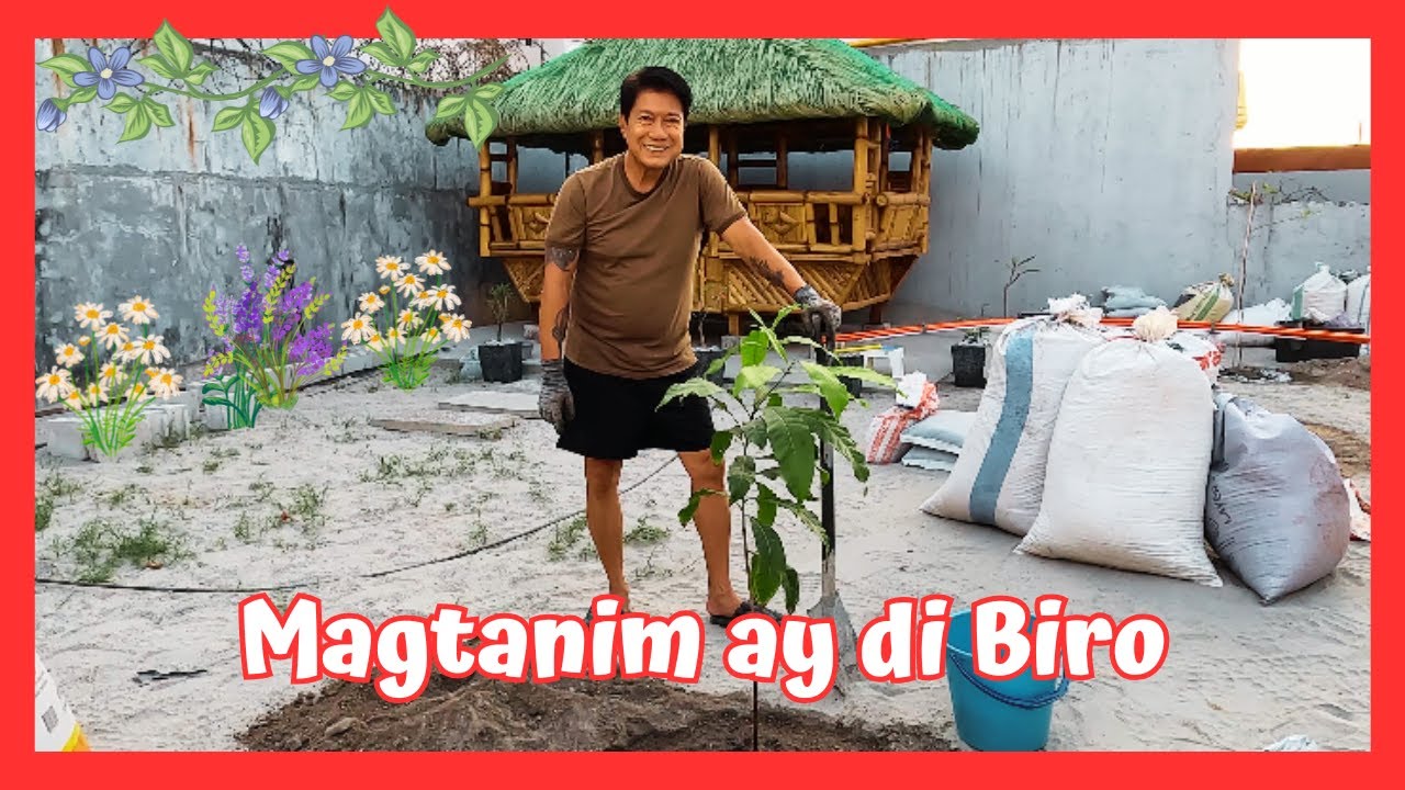 SEEDLESS ATIS. ABIU - GOLDEN CAIMITO - YELLOW STAR APPLE. CHICO - YouTube