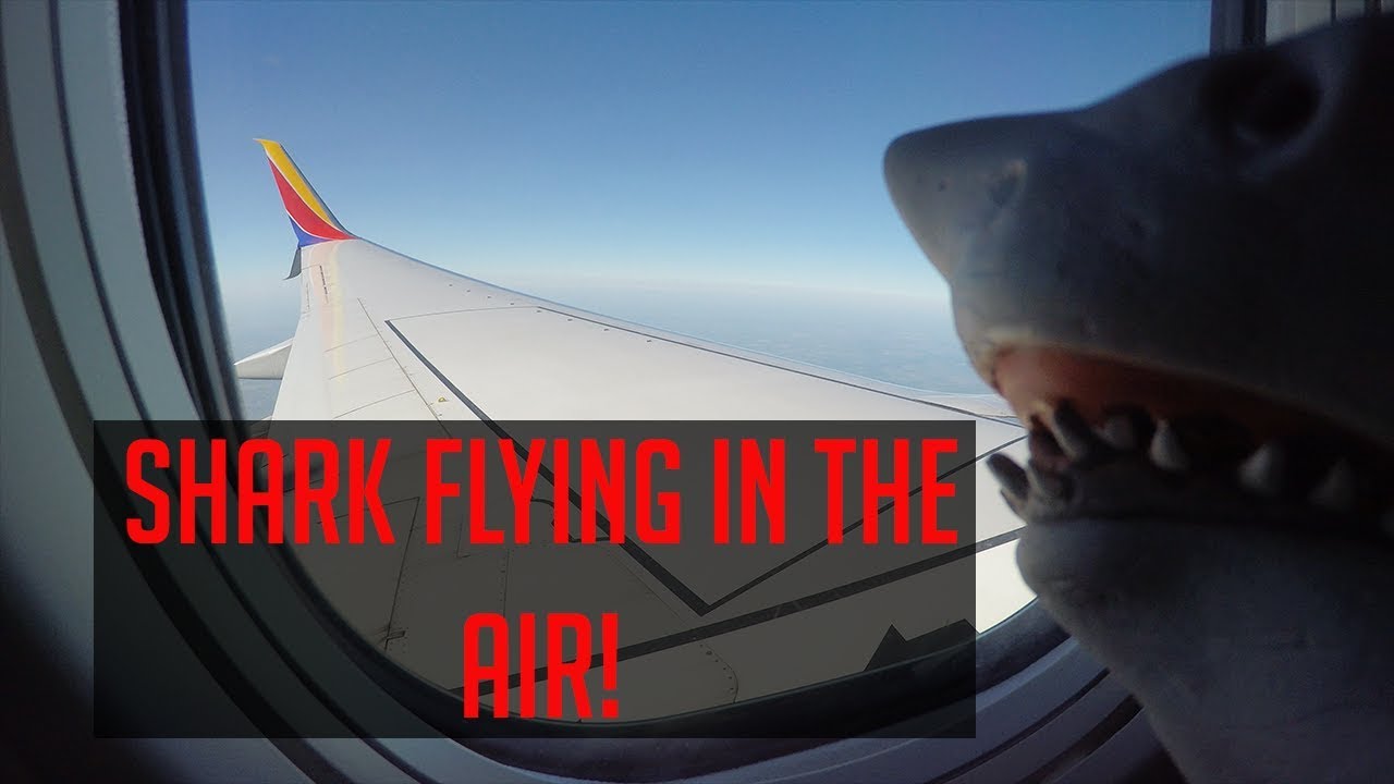 Shark Puppet Flies in Airplane - YouTube