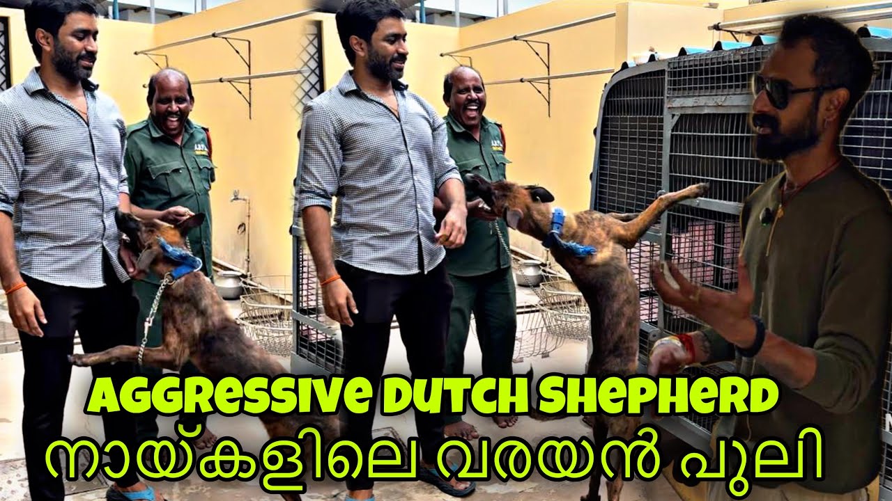 നായ്കളിലെ വരയൻ പുലി… Aggressive Dutch Shepherd Behavior Rehab – Live ...