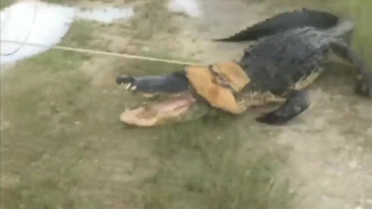Large alligator captured in Weston - YouTube