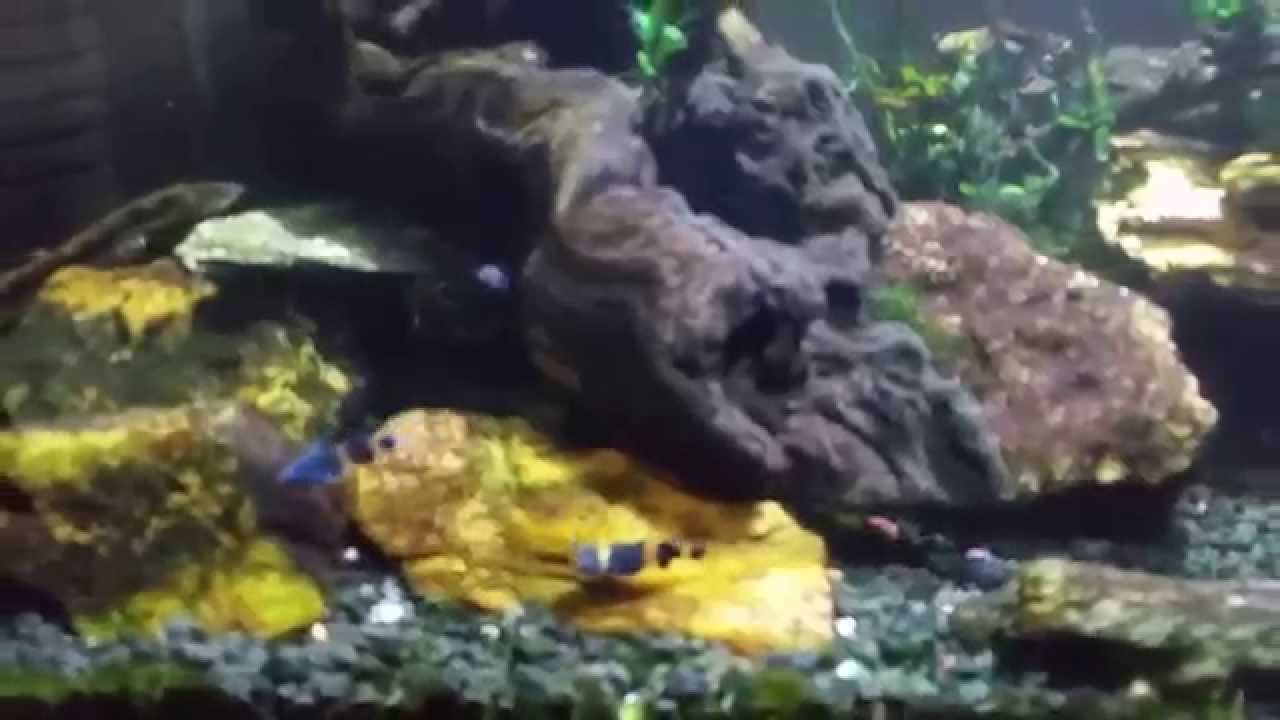Figure 8 Puffer with Bumble Bee Gobies in my Brackish Tank. - YouTube
