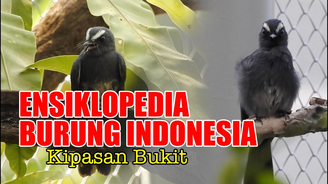 KIPASAN BUKIT : BURUNG ENDEMIK JAWA YANG TERANCAM PUNAH DALAM 7 TAHUN ...
