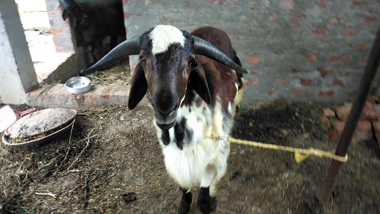 Aggressive grizzly the sheep... - YouTube