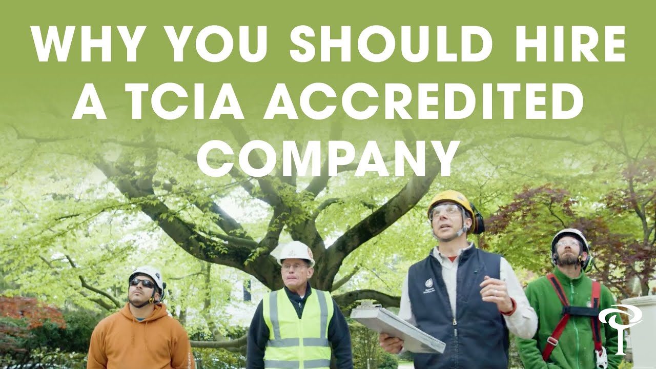 Why Should You Hire a TCIA Accredited Company? | The Tree Care Industry ...