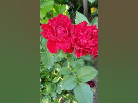 Роза Омаж а Барбара - YouTube
