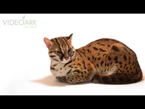 A Visayan leopard cat (Prionailurus bengalensis rabori) at the Avilon ...