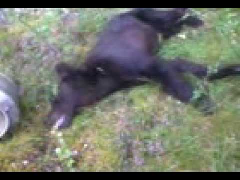 Пьяный медведь - YouTube