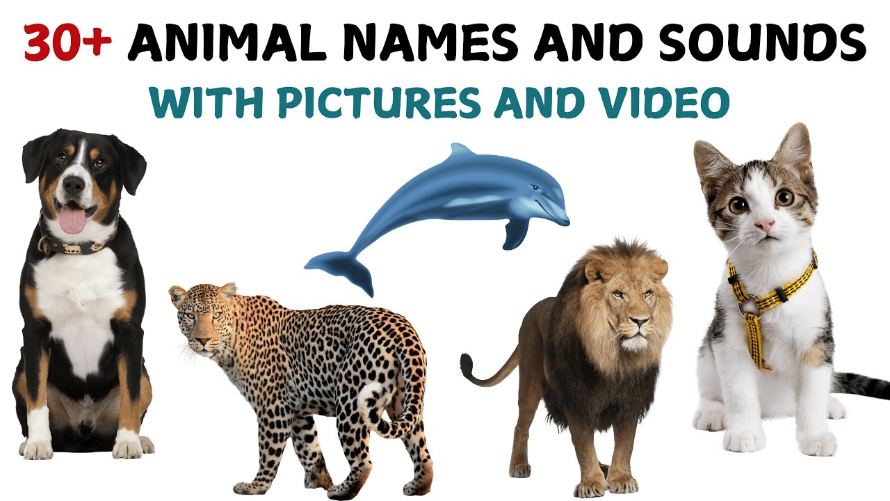 30+ Animals Names and Sounds in English | Animal Names Vocabulary in ...