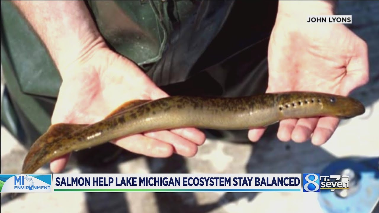 Salmon help Lake Michigan ecosystem stay balanced - YouTube