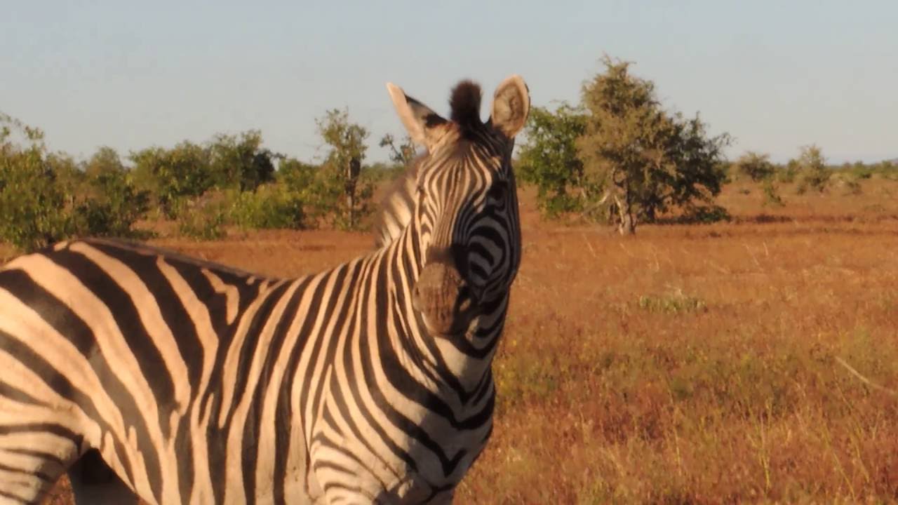 Talking Zebra? - YouTube