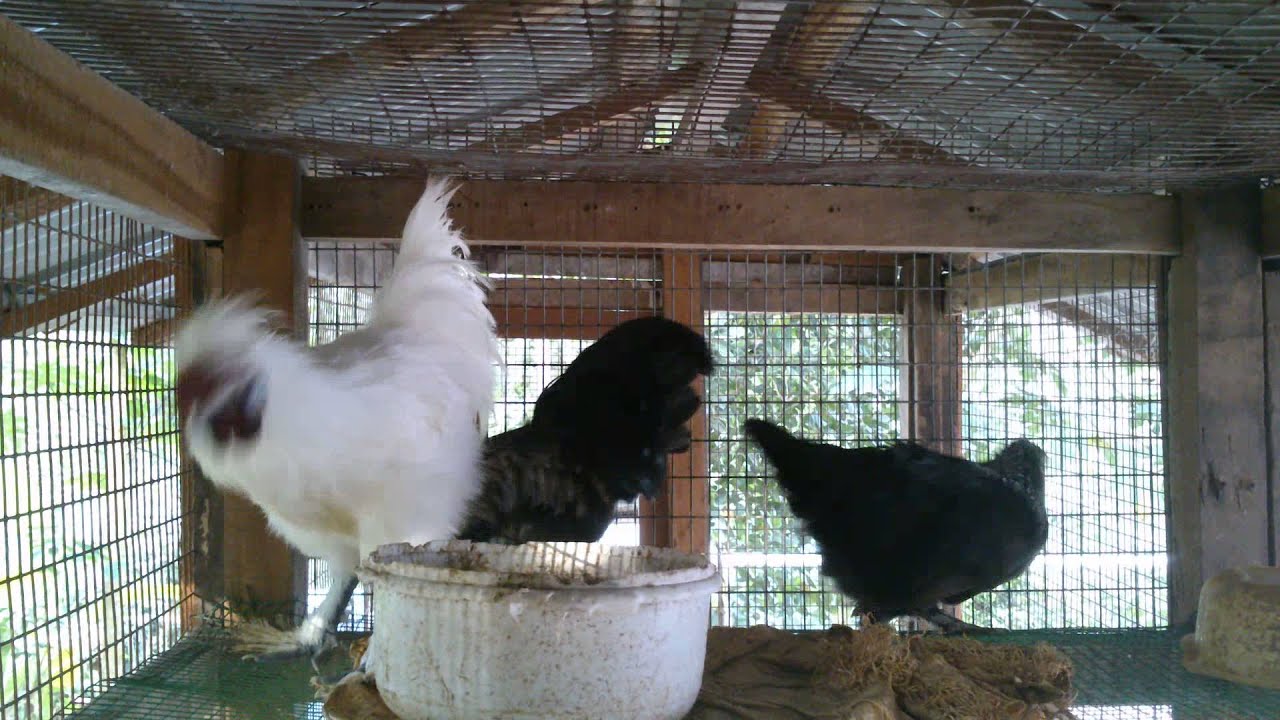 Beautiful Fancy Chickens - YouTube