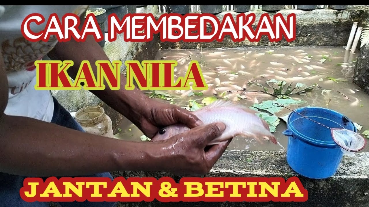 Cara Membedakan Ikan Nila Jantan Dan Betina Youtube