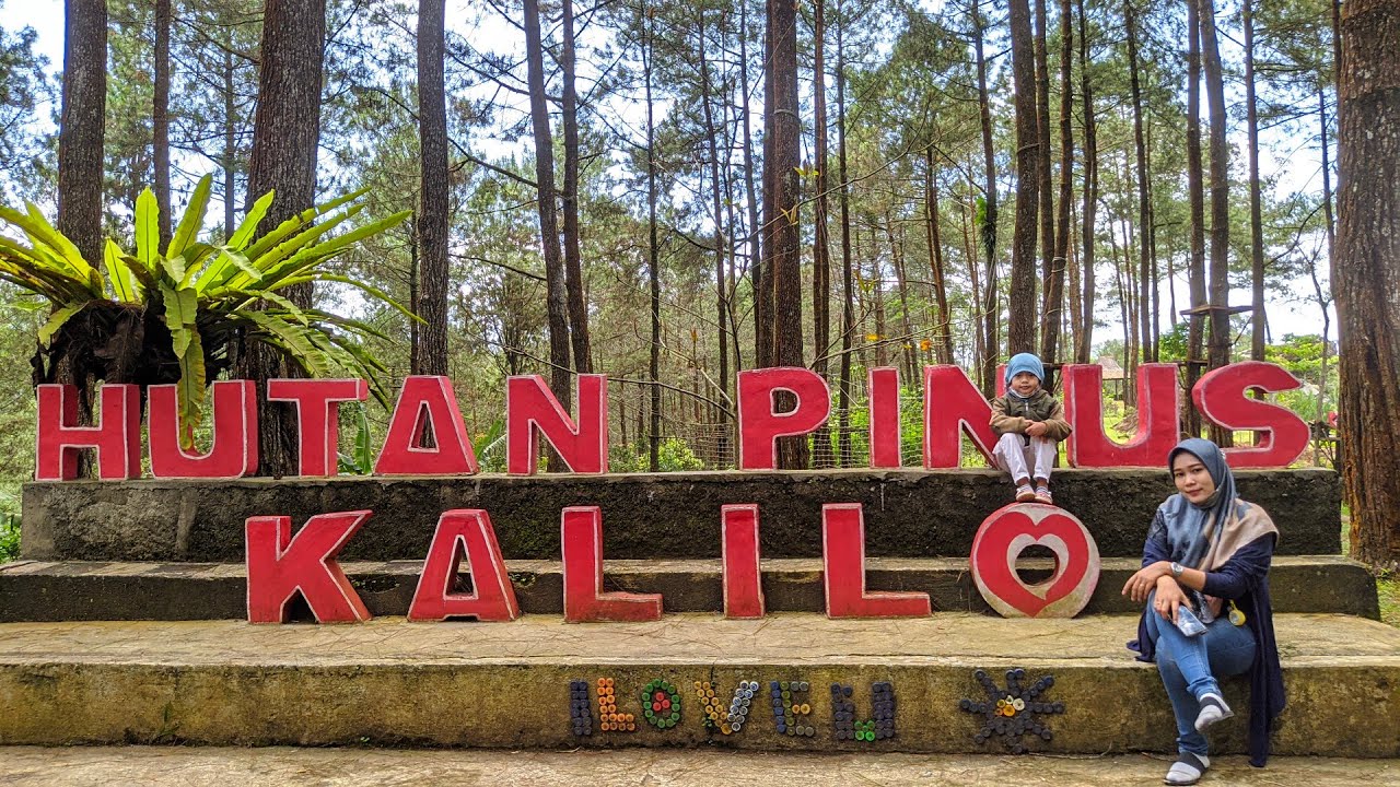 HUTAN PINUS KALILO - YouTube