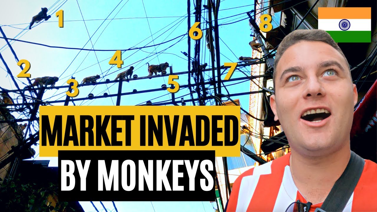 Monkeys Invaded the Asia's BIGGEST Market in Delhi, India | PART 2 ...