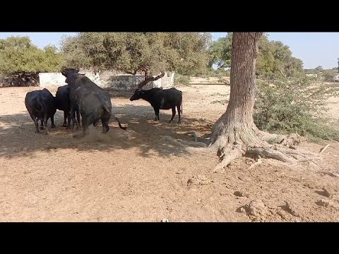 Buffalo making videos tharparkar - YouTube