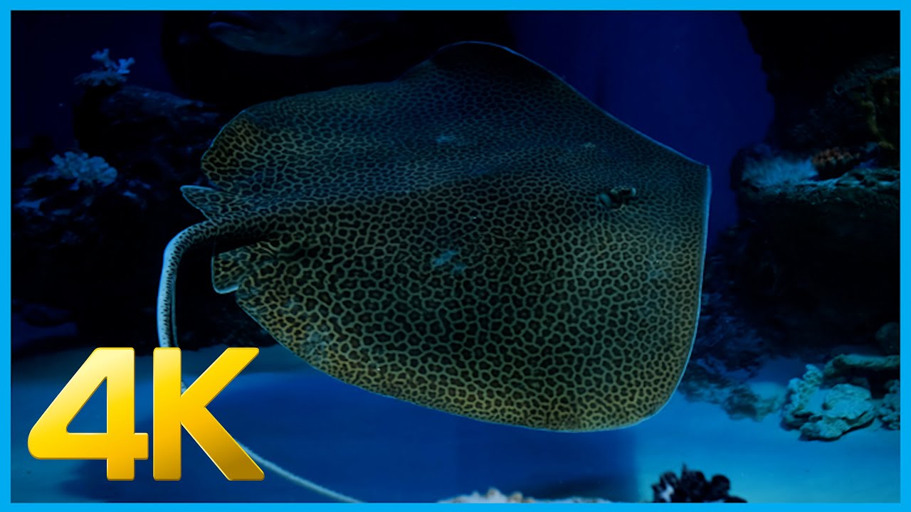 The most beautiful marine fish 4K HDR (ULTRA HD) 🐟🐠🐬🐋 - YouTube