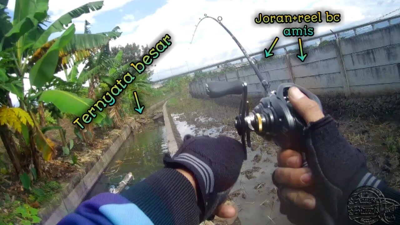 TEST REEL BC SHIMANO CURADO BFS XG MANCING GABUS - YouTube