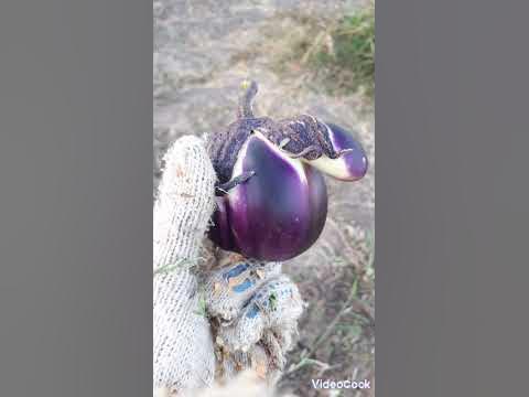 Баклажан Карлсон #урожай #shorts #дача #сад #огород🍆#семена #garden # ...