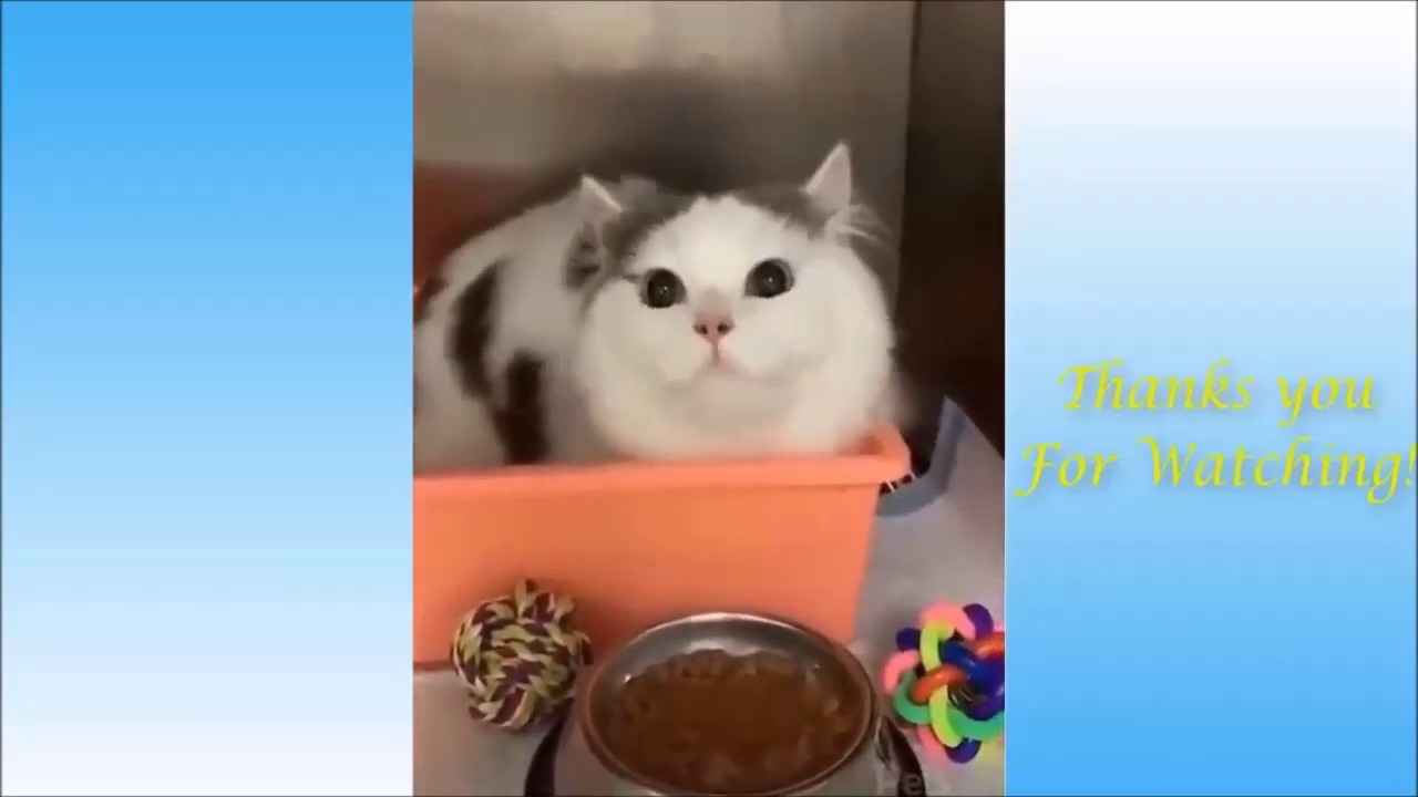 Animaux drôle # 24 - Compilation de chat trop mignon et rigolo. - YouTube