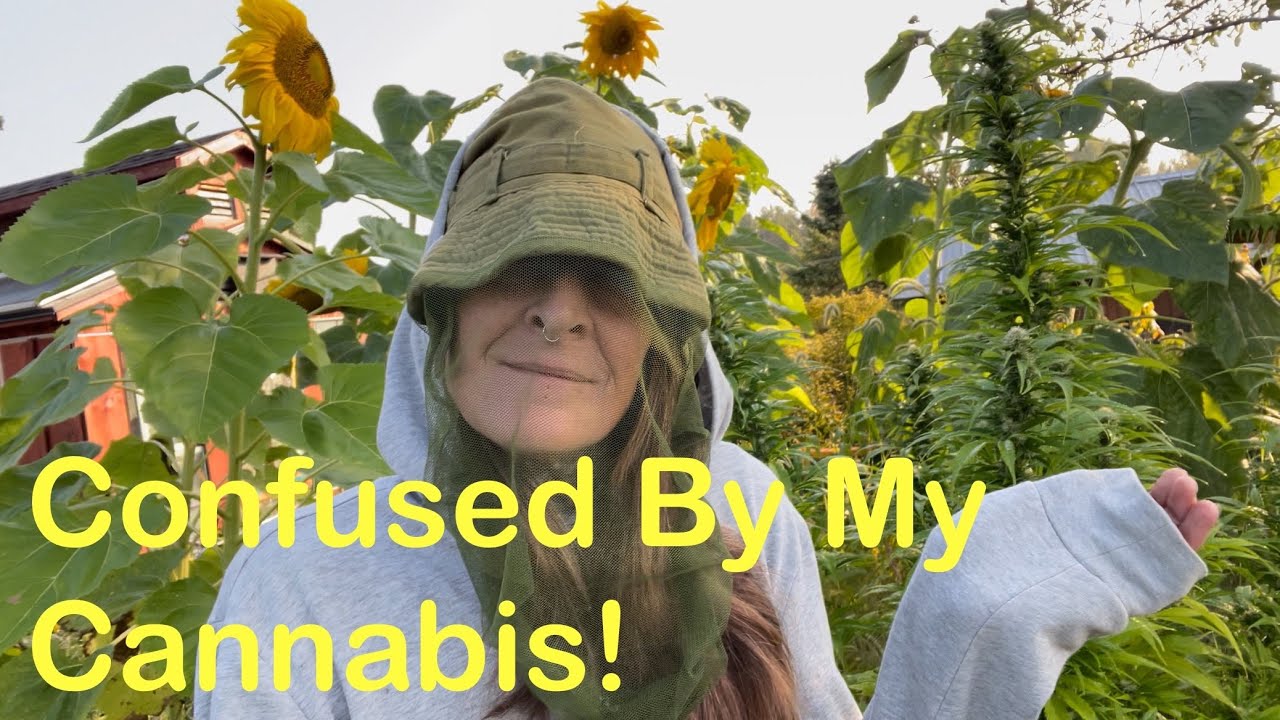 Cannabis Fall Hazards Powdery Mildew Bud Rot Light Pollution Frost ...