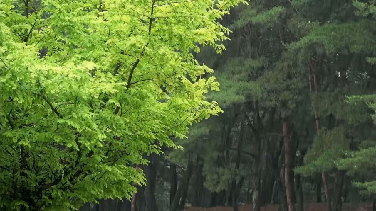 Sleep Well With The Sound Of Heavy Rain Thunder In The Rainforest sleep-well-with-the-sound-of-heavy-rain-thunder-in-the-rainforest