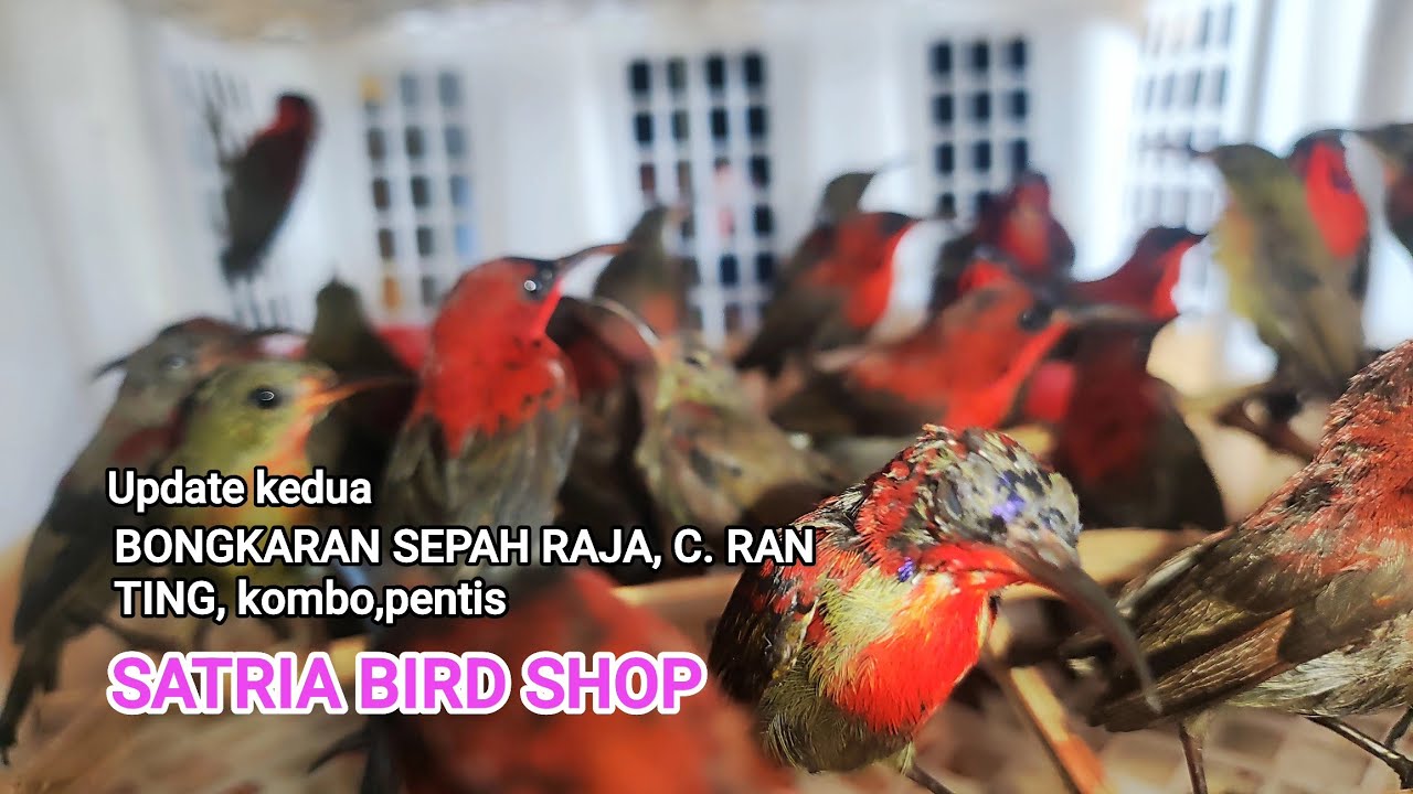Update harga & stok bongkaran ke dua satria bird shop, sepah raja ...