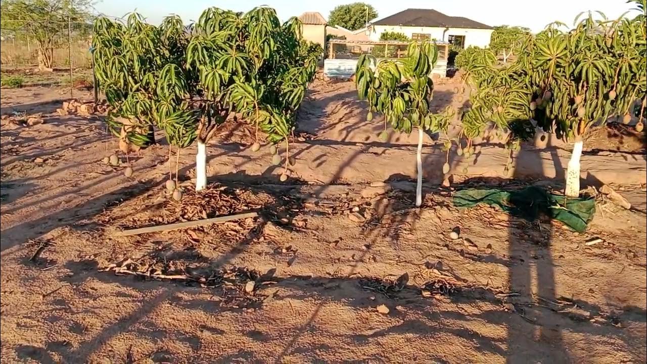 4 Nov 2024 Mango Update 2 - YouTube