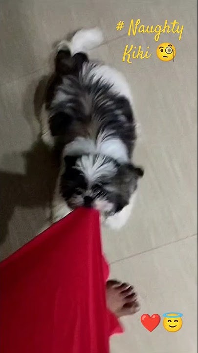 A Day in the Life of my Naughty kiki || Shi Tzu dog😇 || - YouTube
