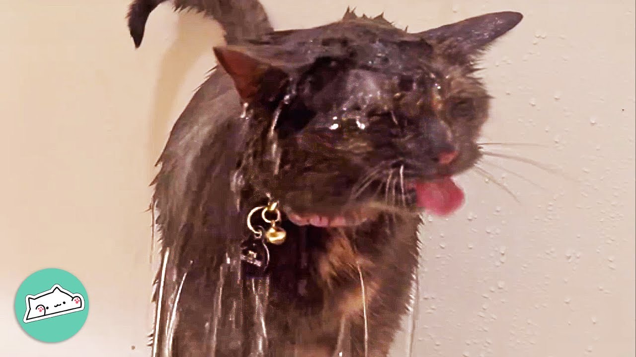 Cat Loves Nothing More Than Warm Shower On His Face | Cuddle Cats - YouTube