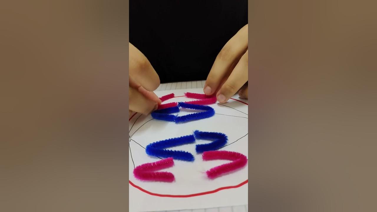 Simulation Of Mitosis Using Pipe Cleaner - YouTube