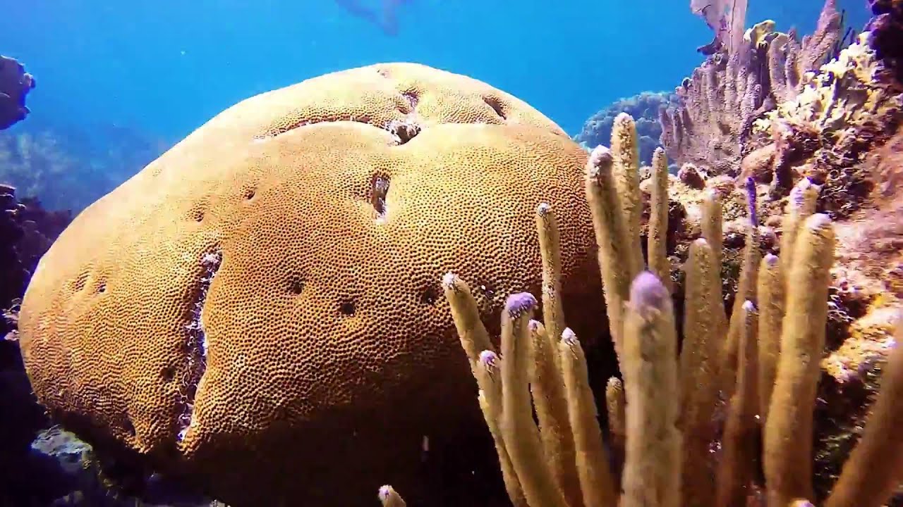 Snorkeling in Culebra - YouTube