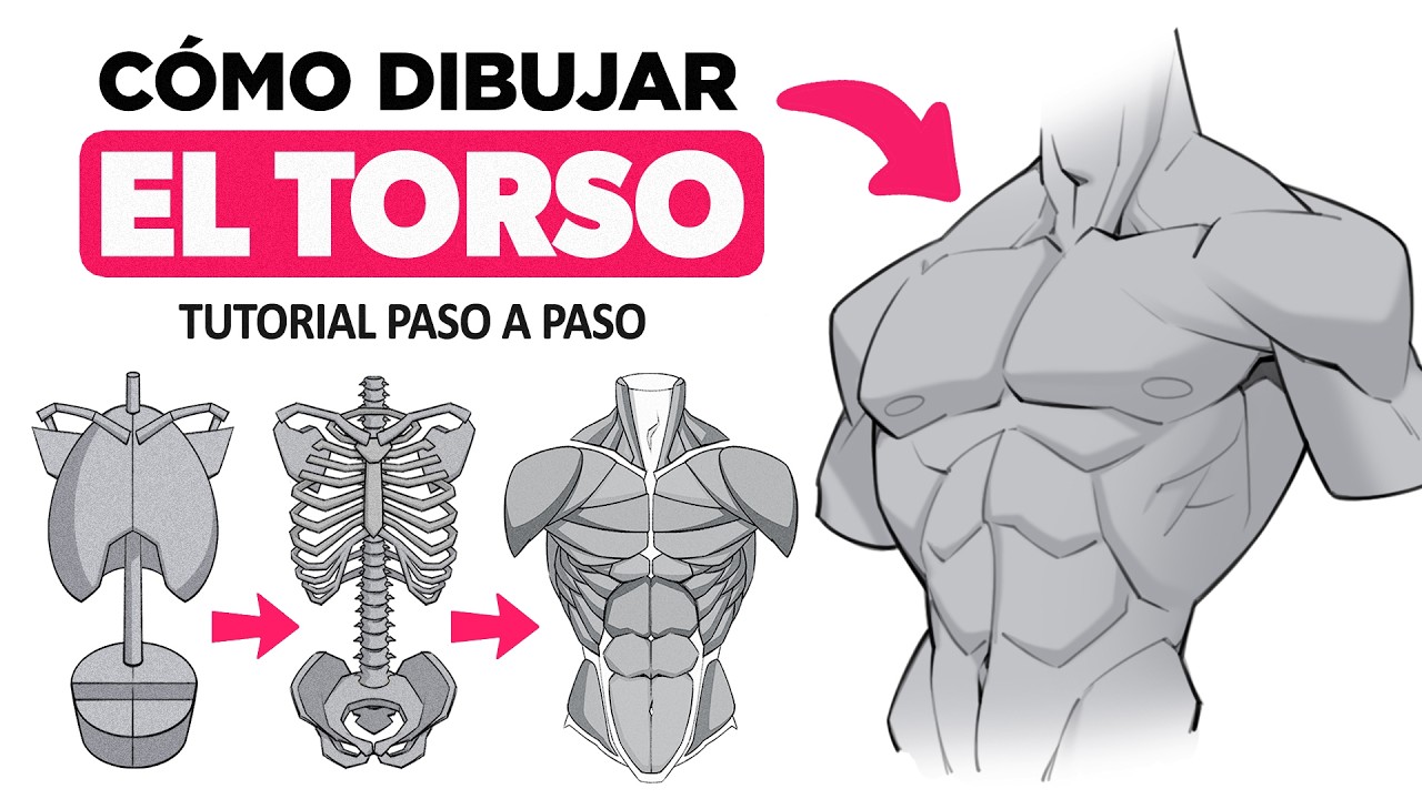 ⭐Aprende a DIBUJAR ANATOMIA del TORSO en un solo VIDEO⭐ - YouTube