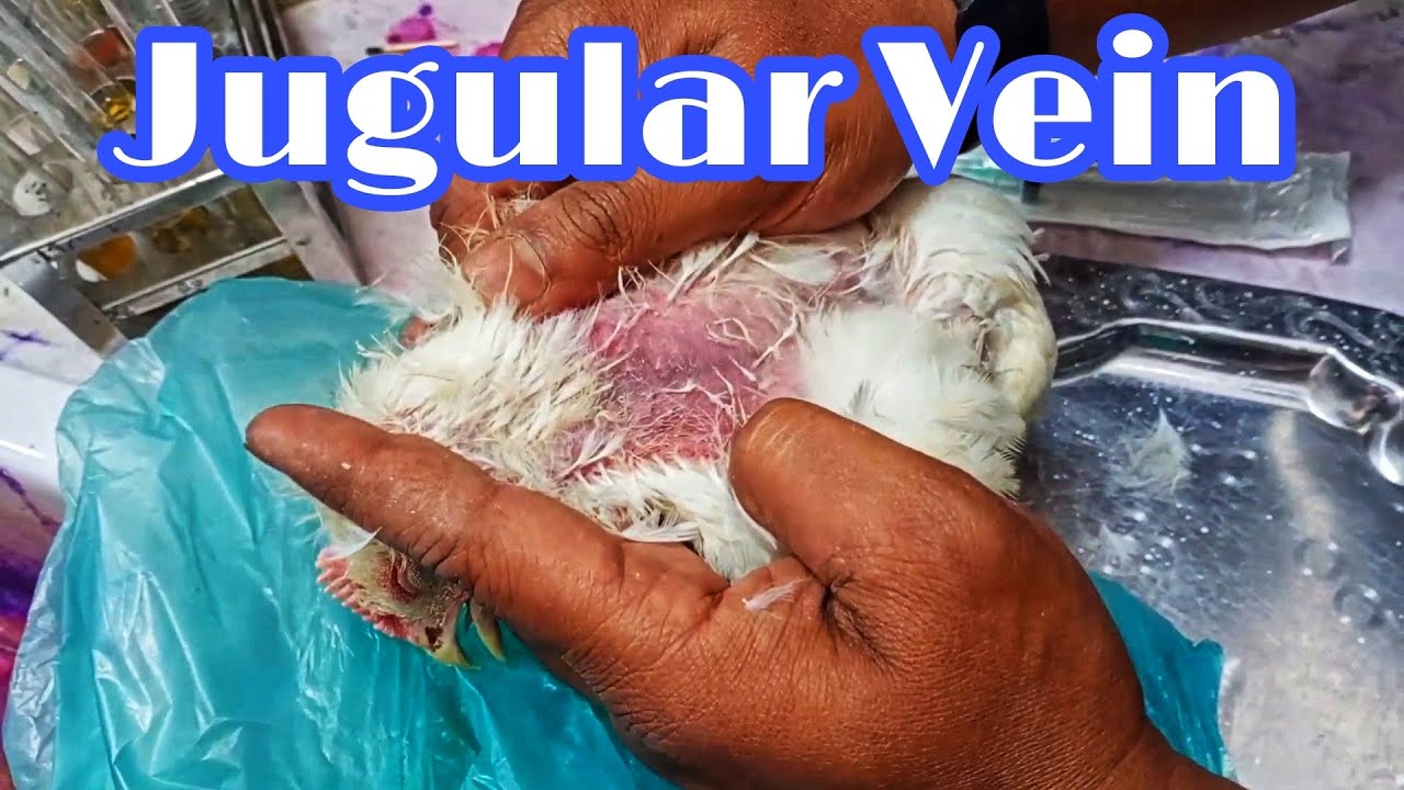Jugular Vein Detection of Poultry | Blood Sample Collection For Testing ...