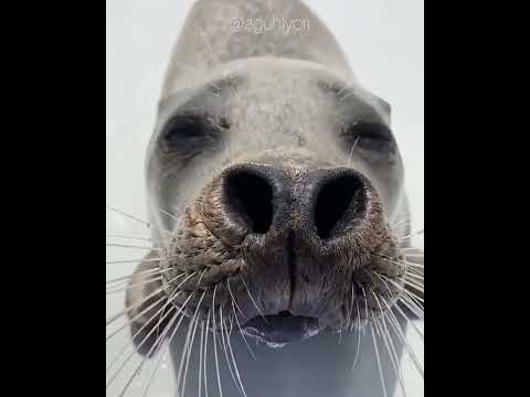 Seal video archive museum: cute seal agu wants to listen to some Siivagunner 👌🦭 - YouTube