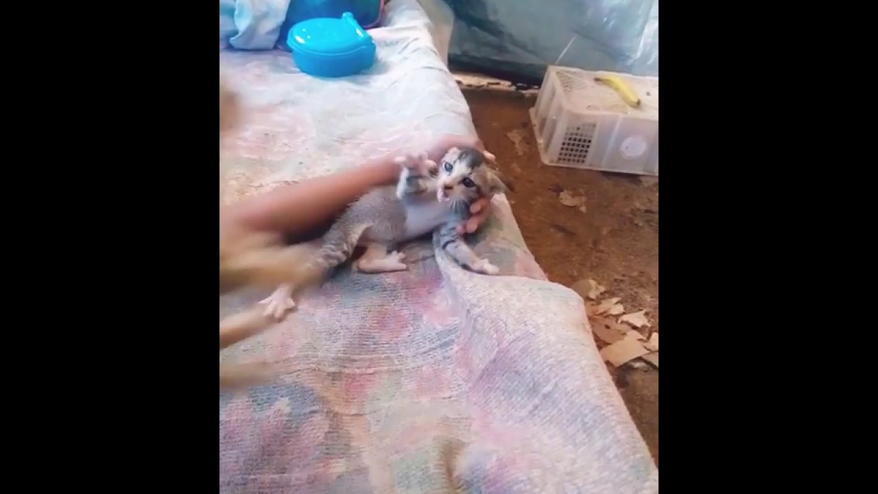 Kucing bego - YouTube