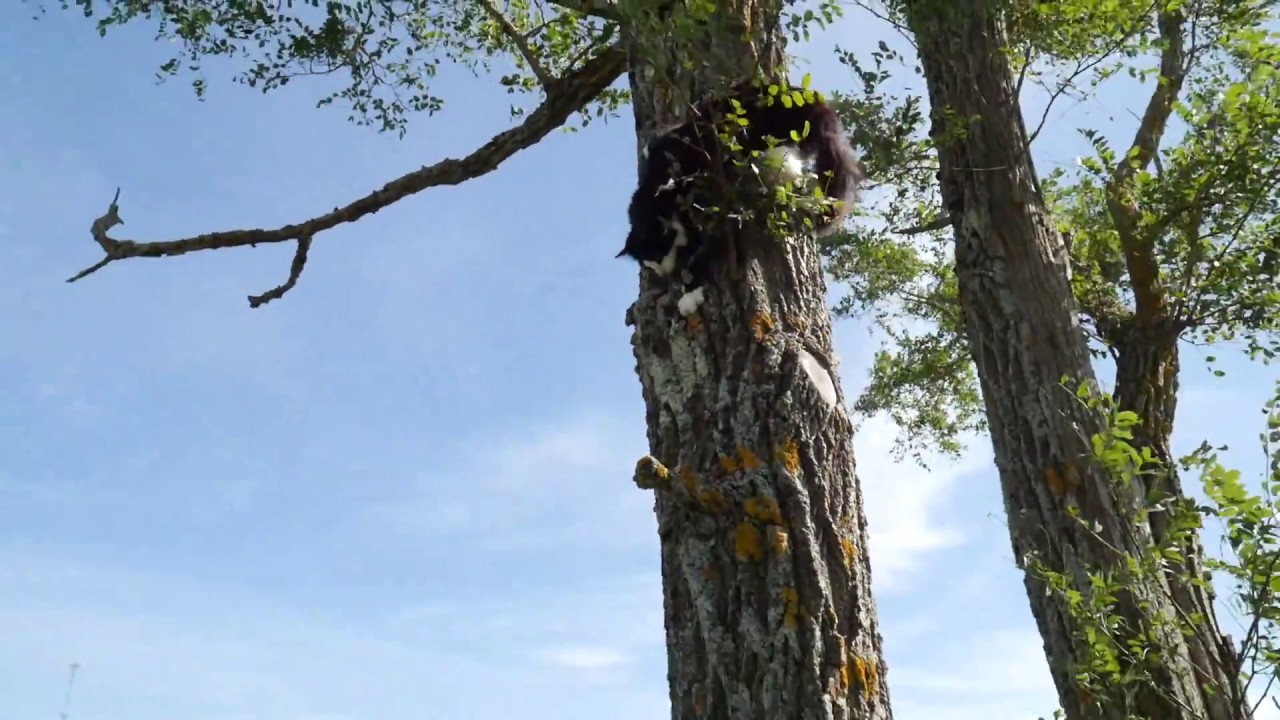 Cat fails climbing down a tree - YouTube