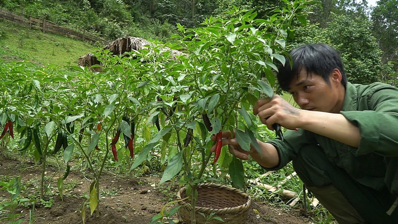 Harvesting Chili, Breeding Wild Boar |Single Life in the Rainforest ...