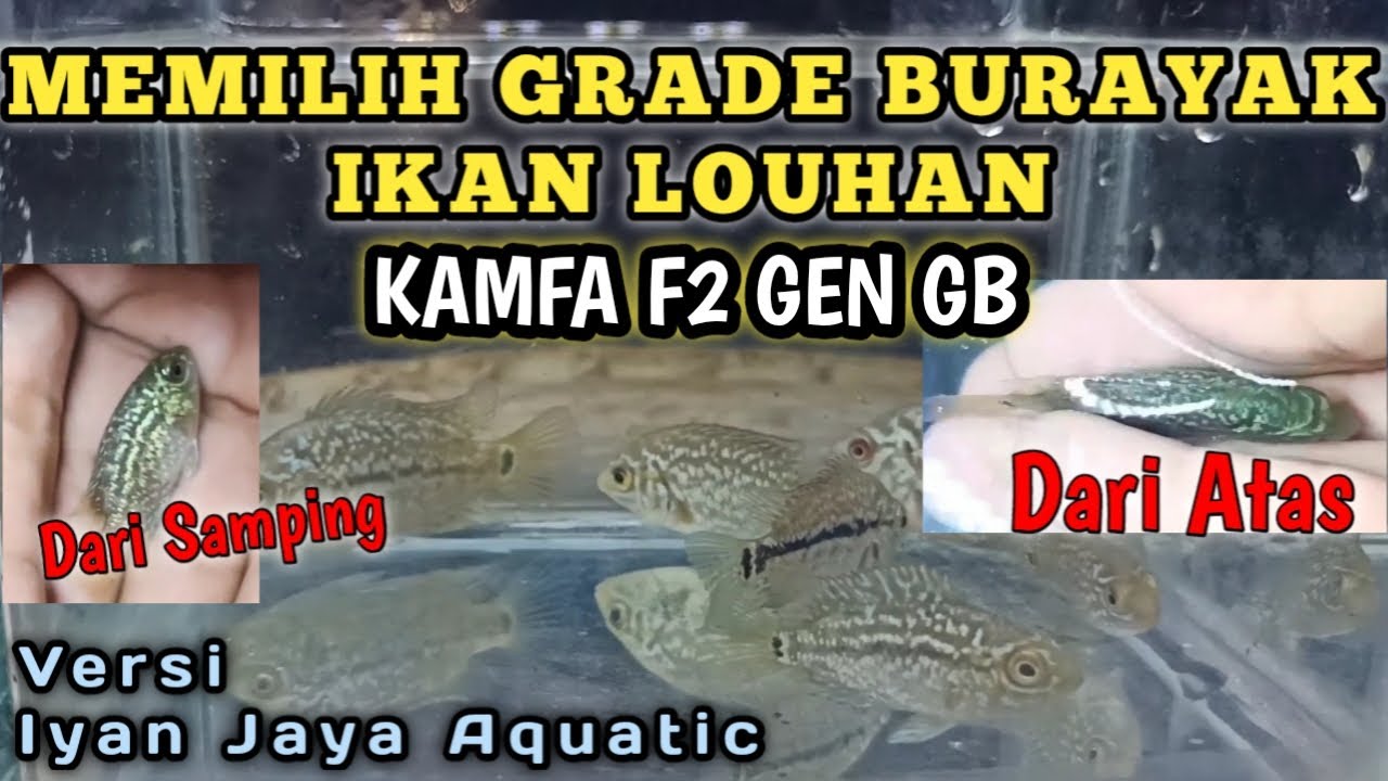 Memilih Grade Burayak Ikan Louhan Kamfa F2 Gen Gb Youtube