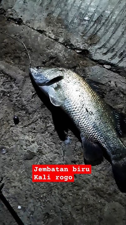 Ikan Hasil Mancing‼️ Spot Jembatan Biru Kali Rogo Sayung Demak #fishing #mancing # ...