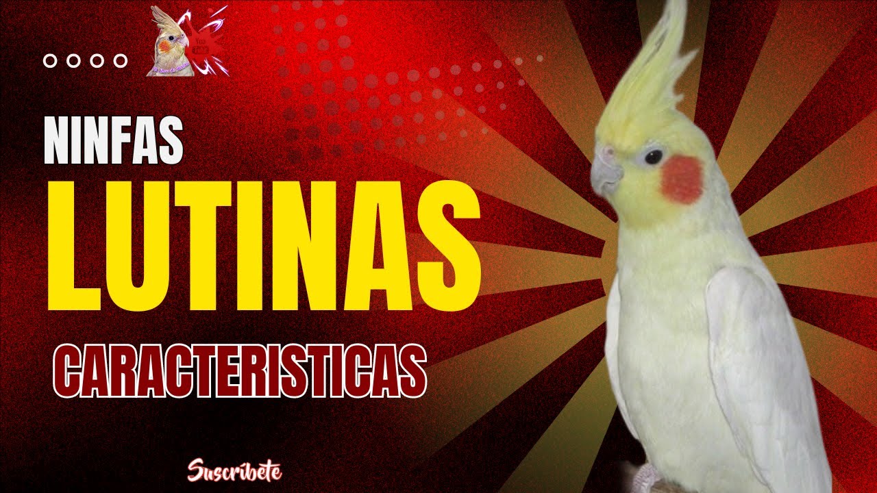 Ninfas Lutinas Todas Sus Características - YouTube