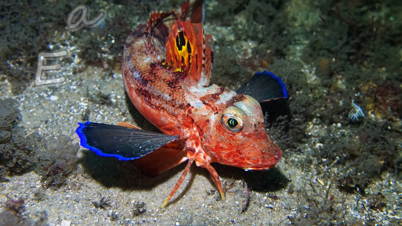 Eastern Spiny Gurnard Lepidotrigla papilio Australia botany bay scuba ...