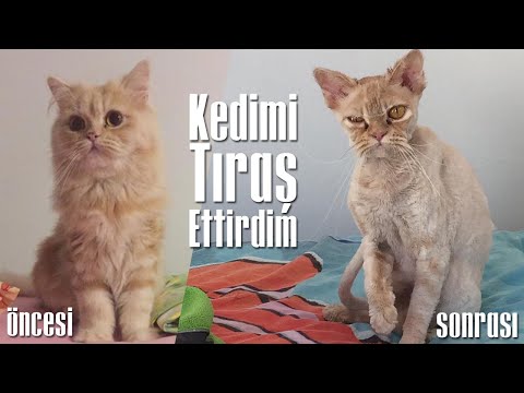 🐱 Kedimi Tıraş Ettirdim! Chinchilla Kedimin Yeni Hali 🐾✂️
