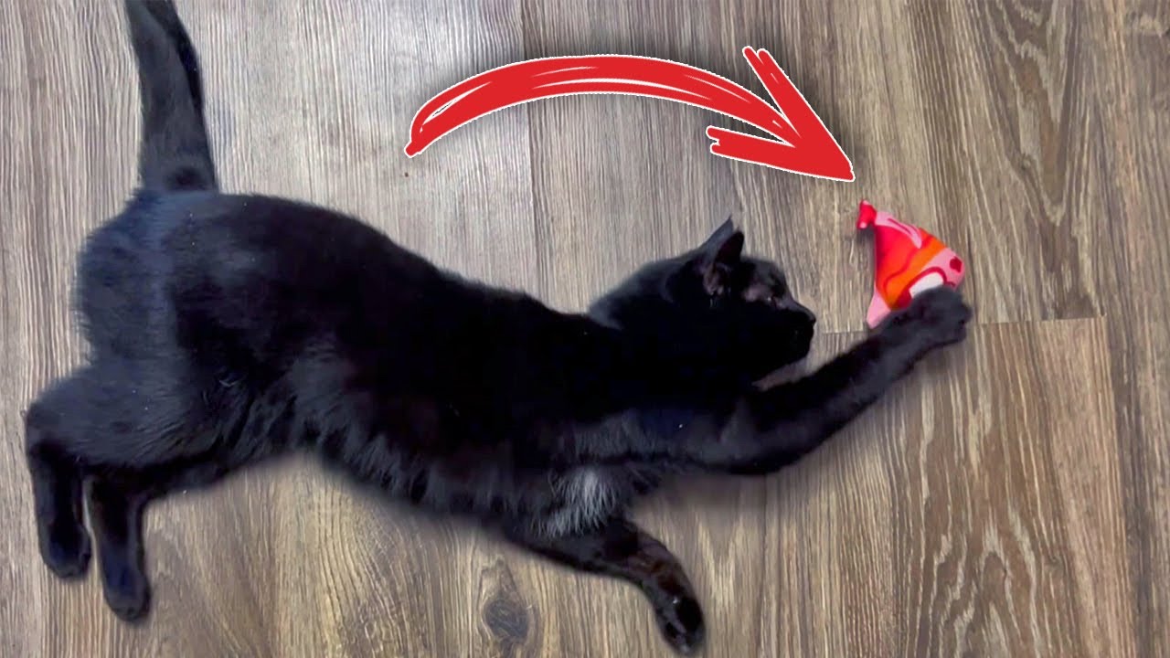 All cats' favorite toy - YouTube