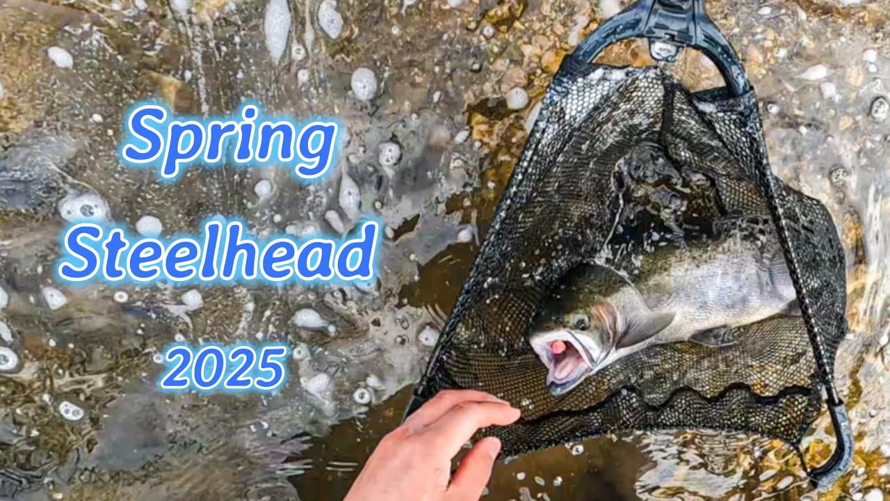 Spring Fishing for Steelhead Trout on Lake Michigan's Tributaries ...