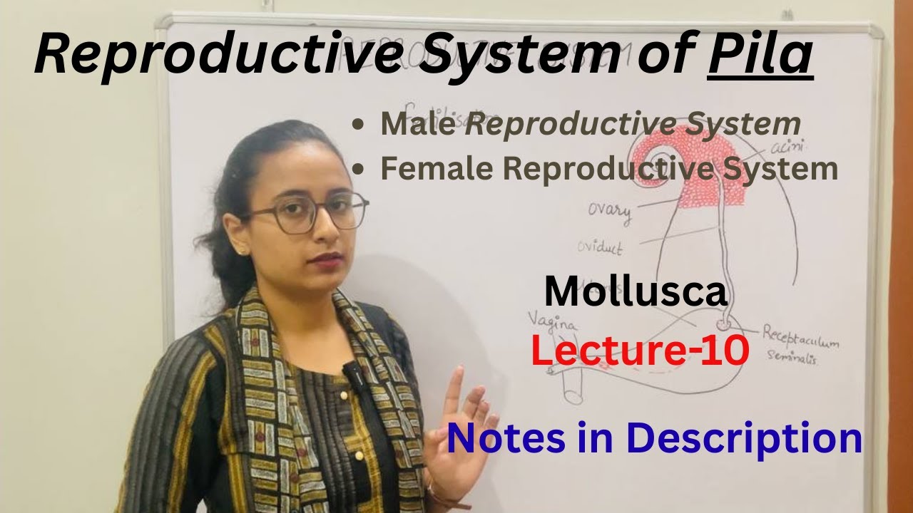 Reproductive System of Pila | Apple Snail | Mollusca | Zoology | Notes ...