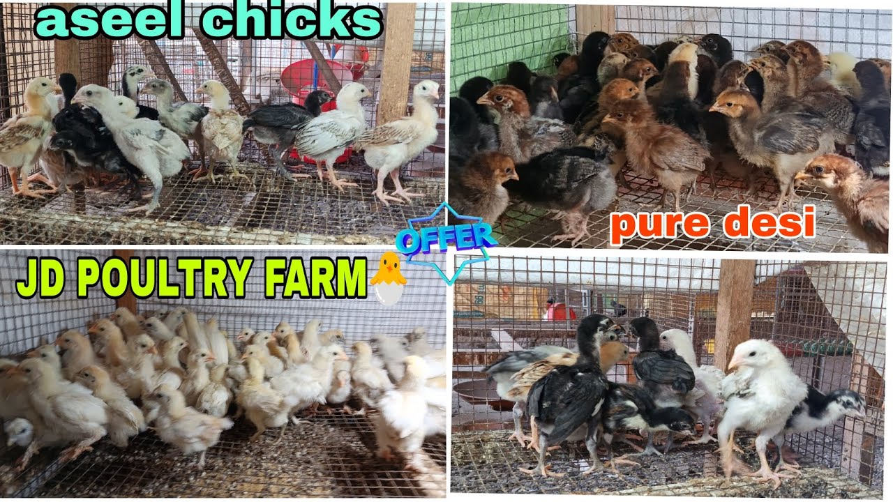 JD POULTRY FARM 🐣 | Junaid bhai ke pass Aaya new lot Aseel chicks 🐤 ...