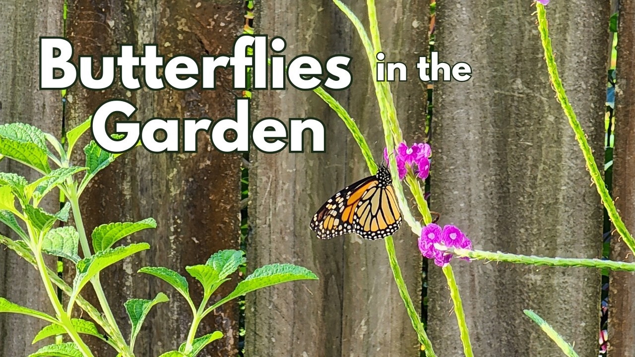 Butterflies in the garden | #butterfly #hummingbird #pollinatorgarden 🦋🐛 | Texas Gulf Coast Zone ...